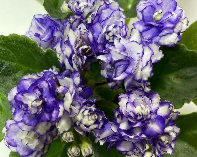 African Violet Optimara Smokey Mountain - Potted Plant, Ships Potted - Etsy