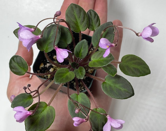 Mini Trailing African Violet Flashy Trail - Etsy