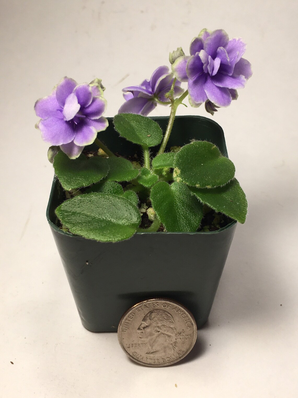 Semi Mini African Violet Glacier Bay - Etsy
