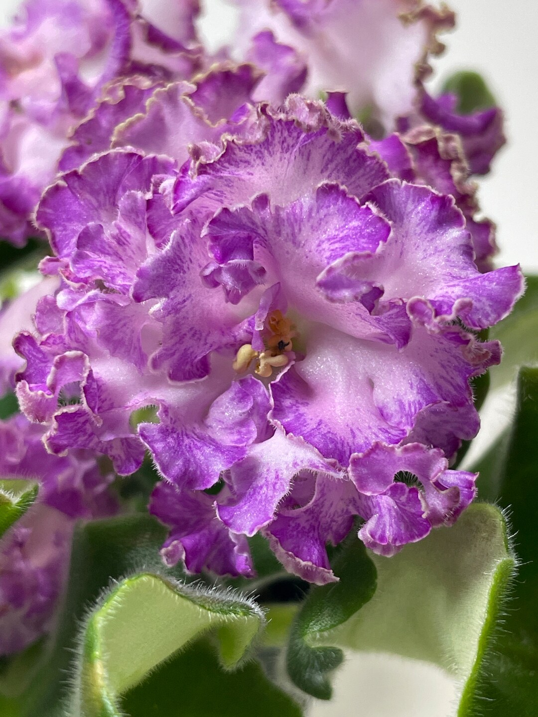 African Violet Nd-sakharnyi Scherbert - Etsy