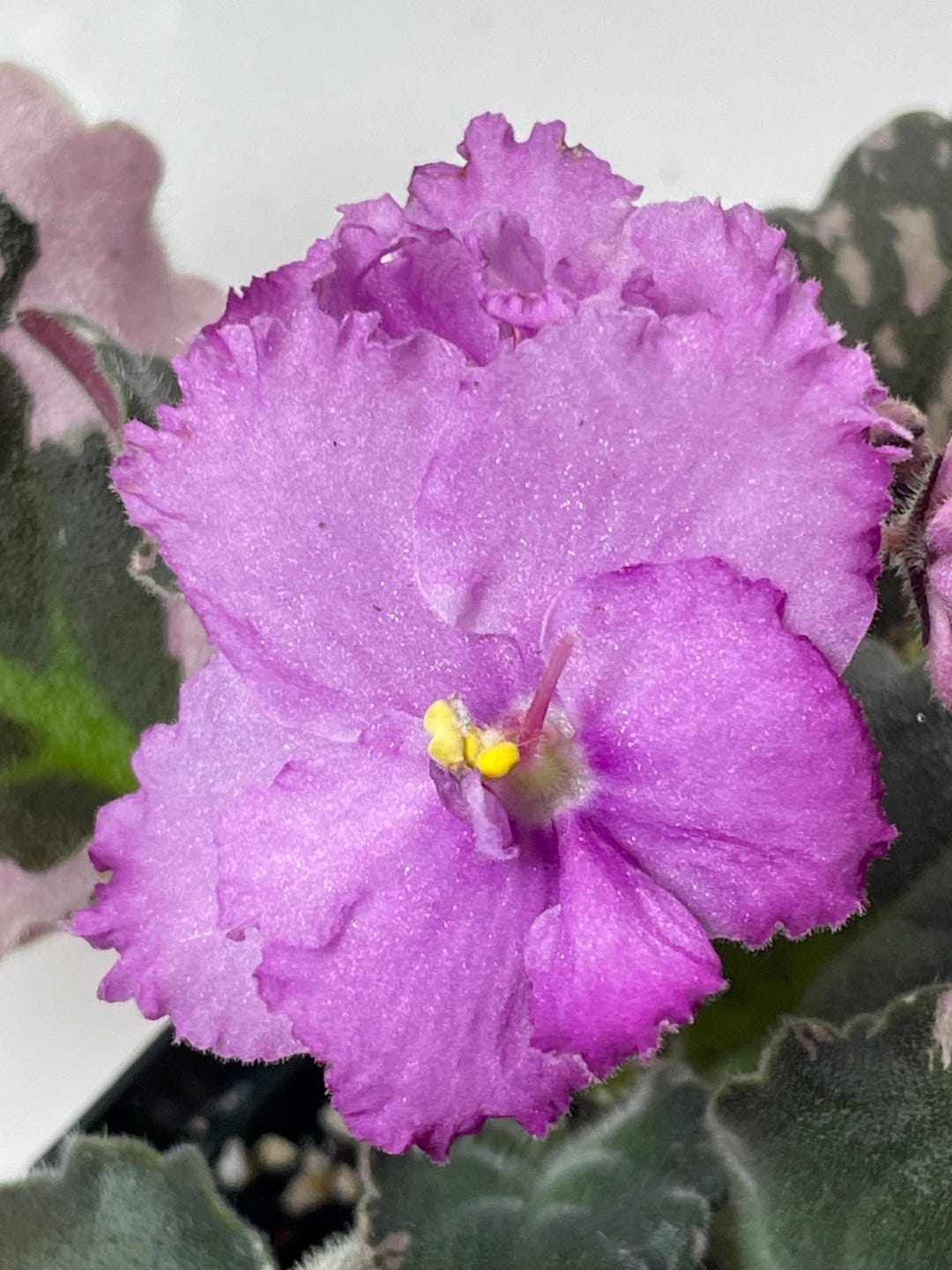 African Violet Apache Freedom - Potted Plant, Ships Potted - Etsy