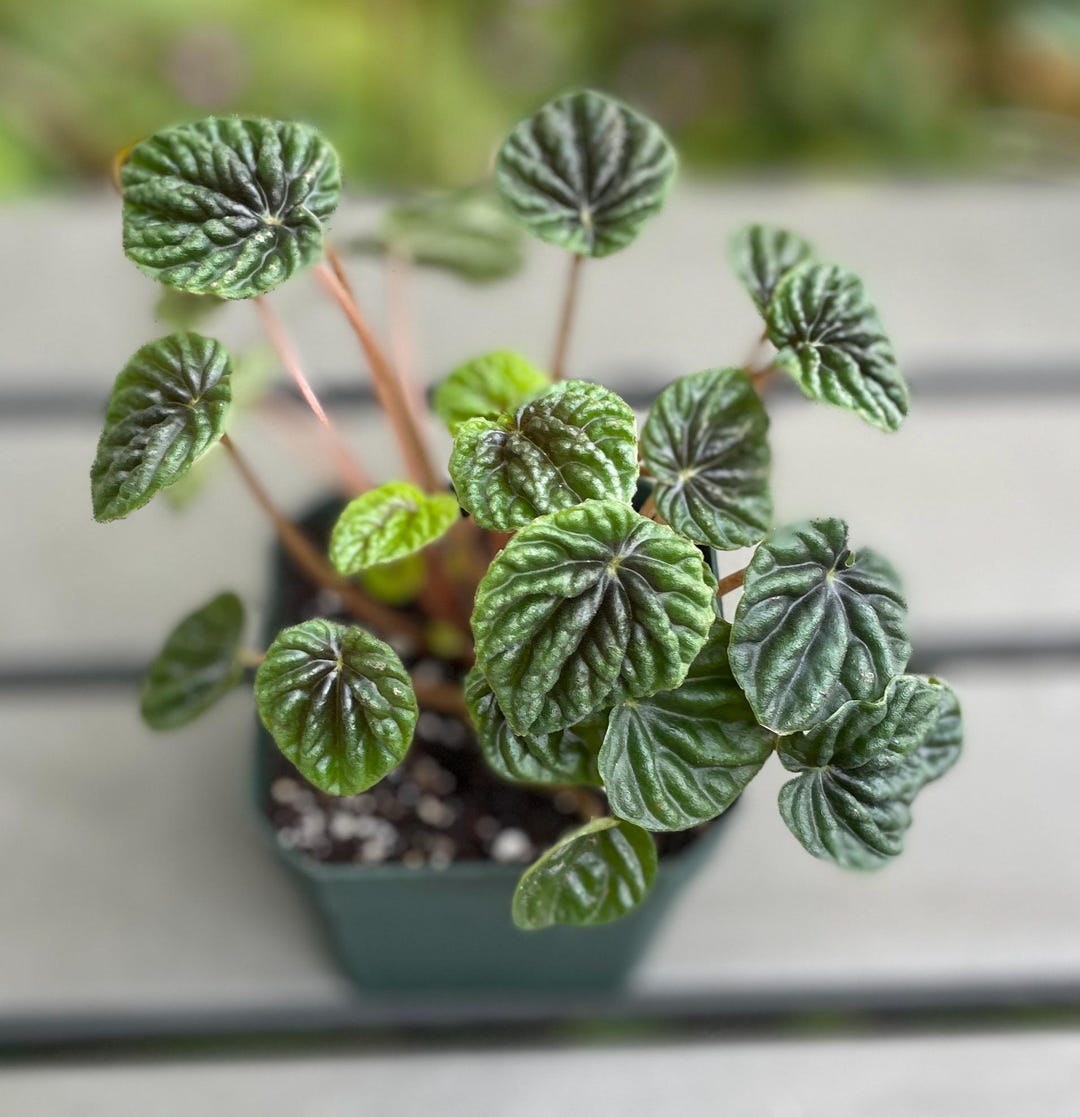 Peperomia Emerald Ripple - Etsy