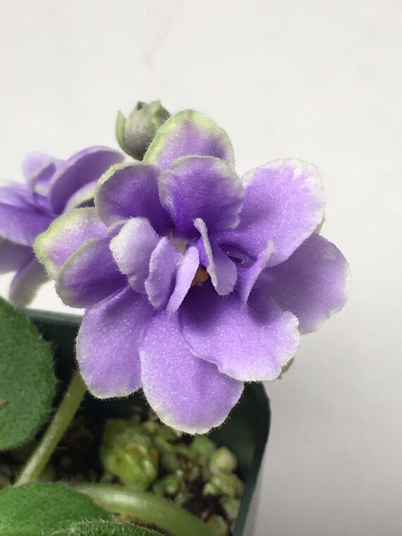 Semi Mini African Violet Glacier Bay - Etsy