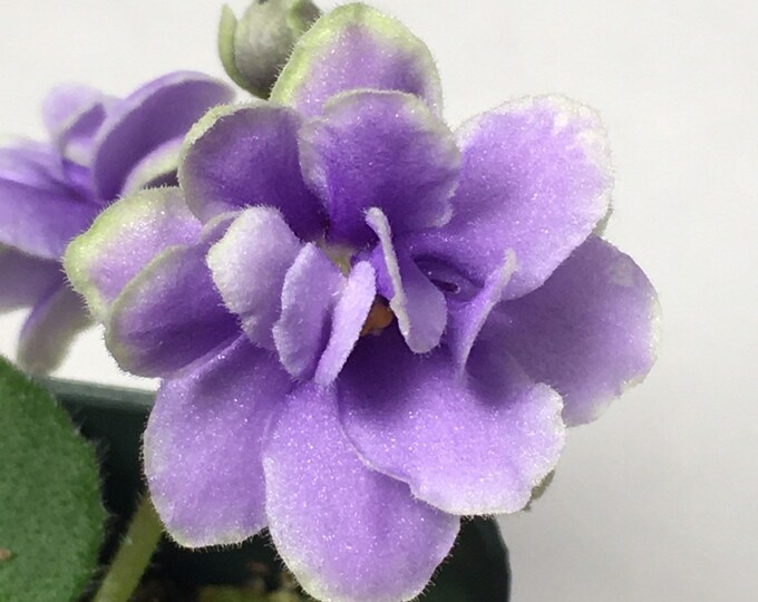 Semi Mini African Violet Glacier Bay - Etsy