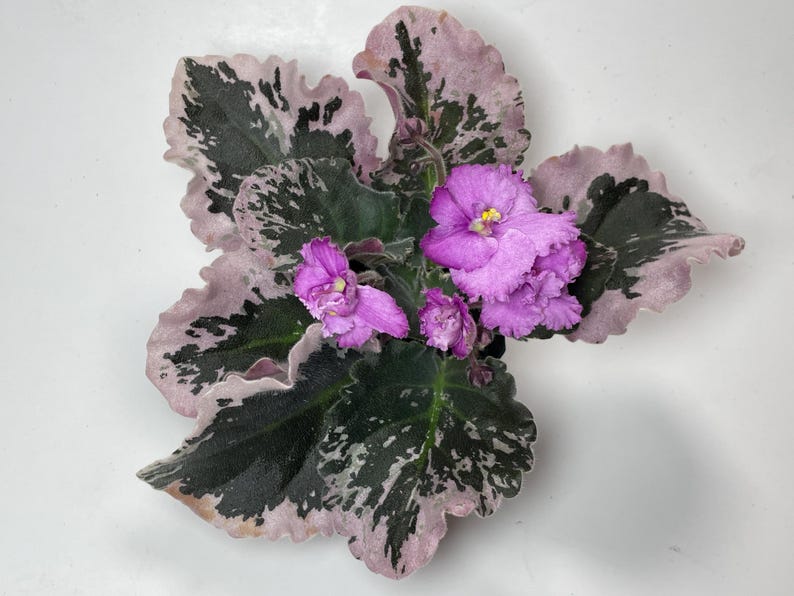 African Violet Apache Freedom - Potted Plant, Ships Potted - Etsy