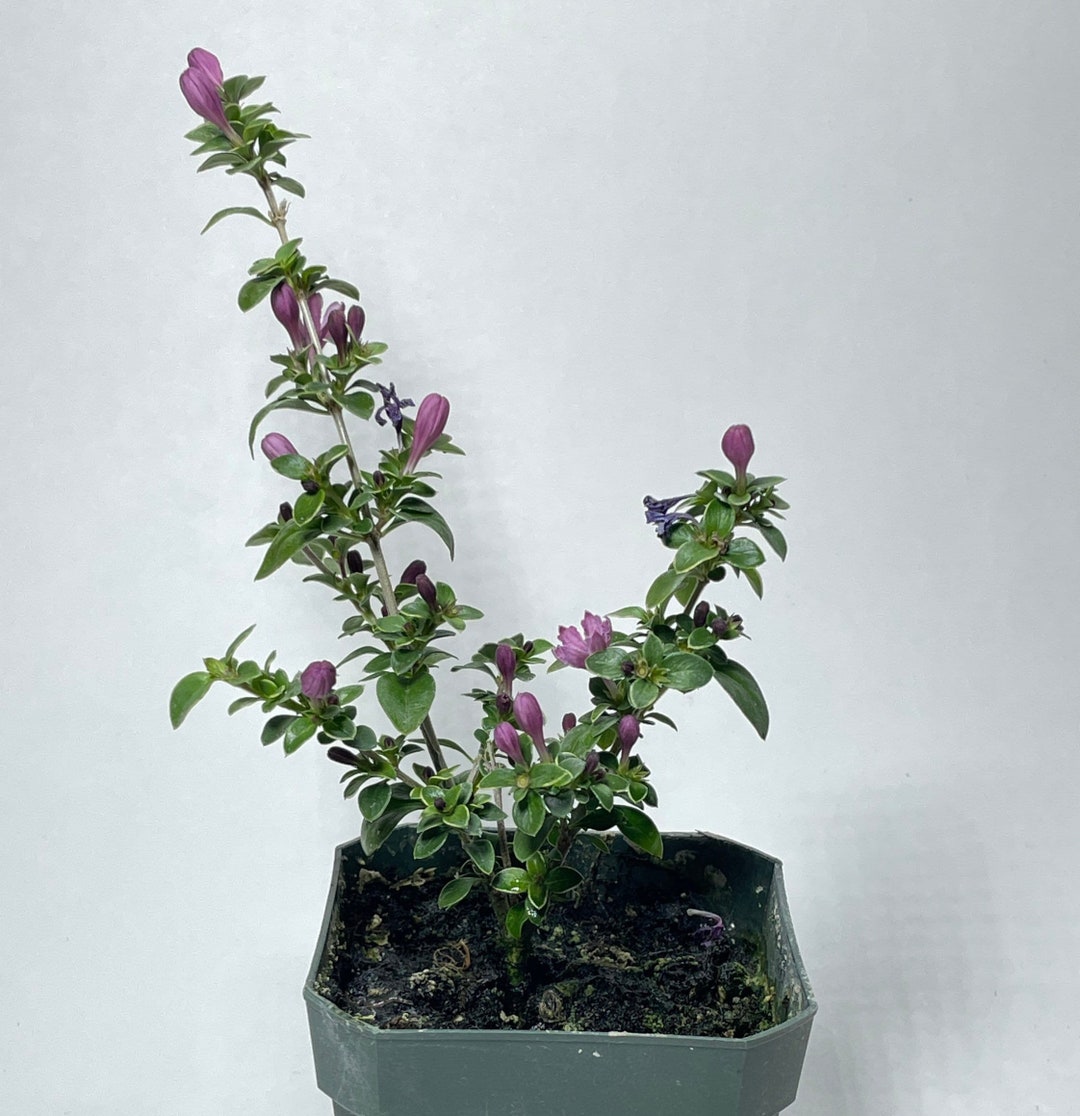 Pink Serissa (serissa Foetida Pink, Potted Plant, Ships Potted) - Etsy
