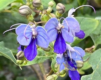 Blue Wings or Blue Butterfly Clerodendrum Ugandense Plant - Etsy