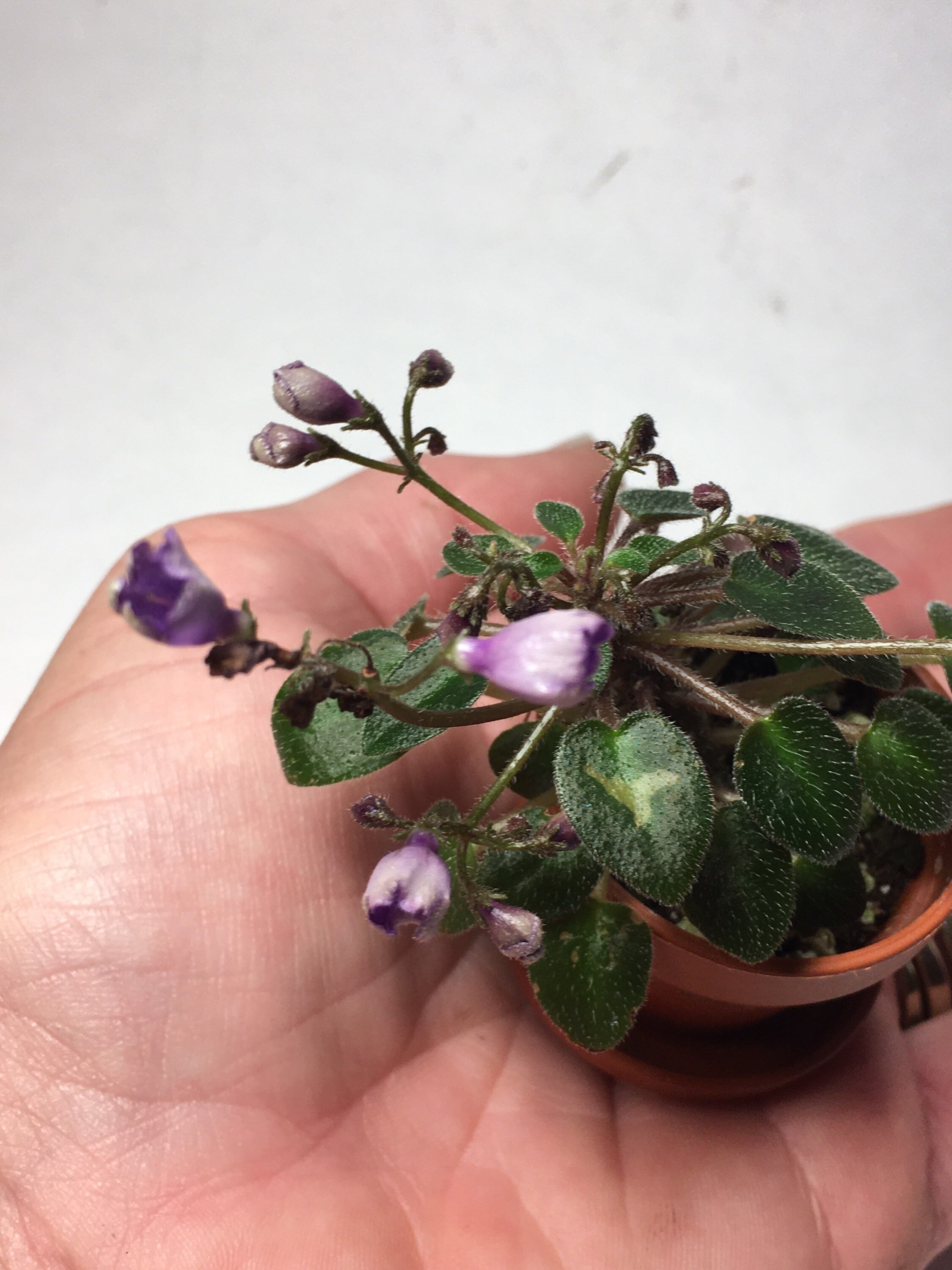 Micro Mini African Violet Teeny Bopper | Etsy