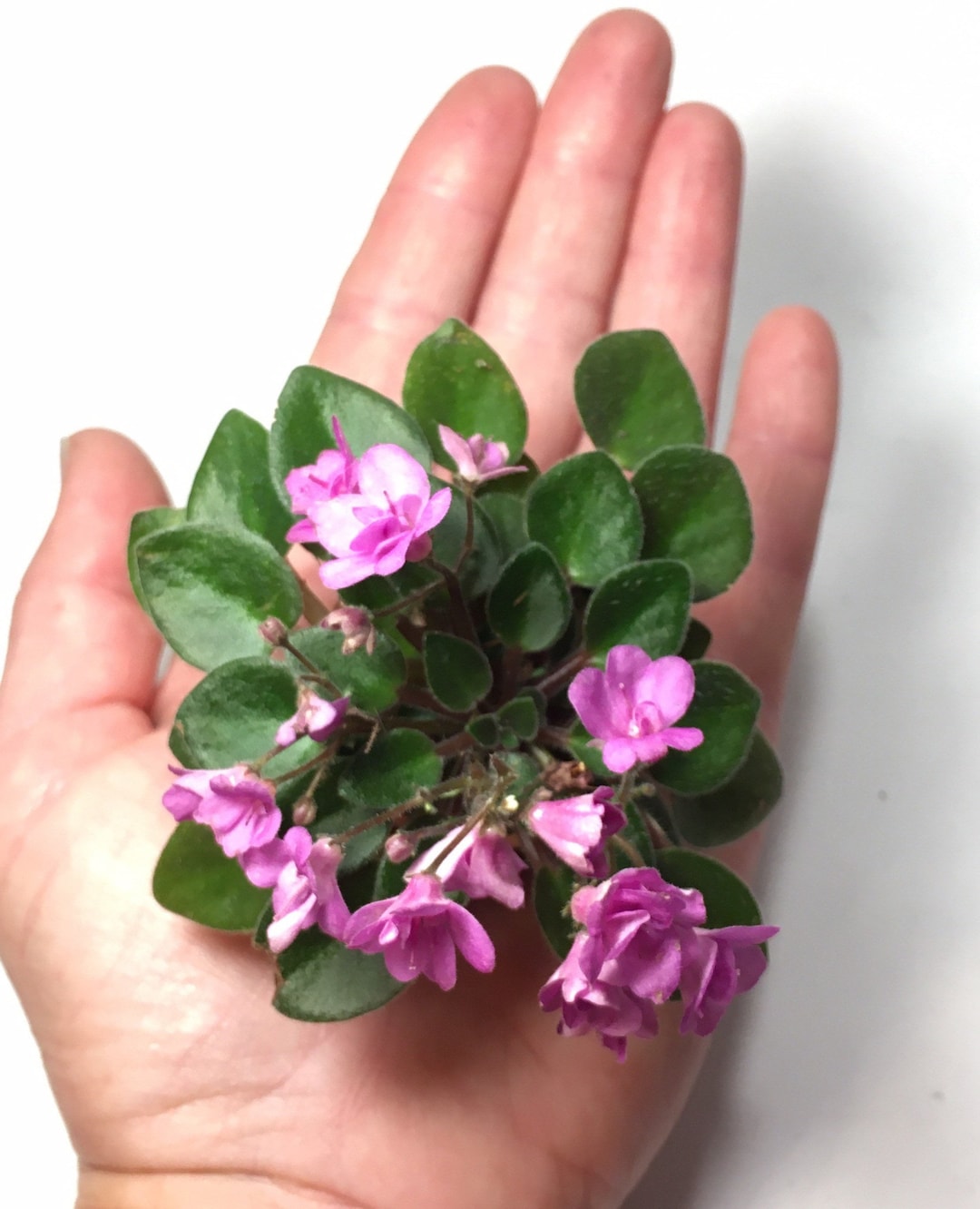 Micro Mini African Violet First Love - Etsy