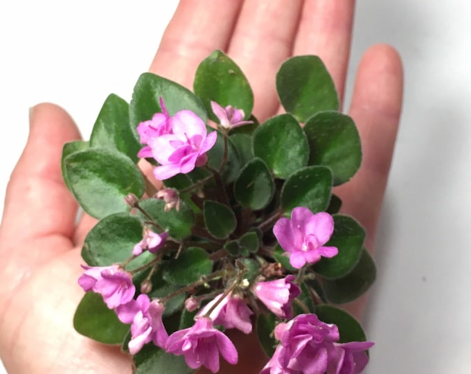 Micro Mini African Violet First Love - Etsy