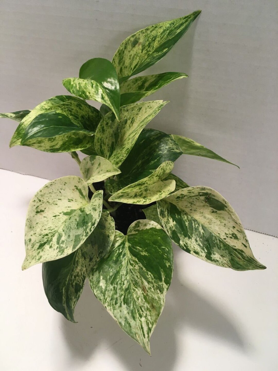 Pothos Marble Queen - Etsy