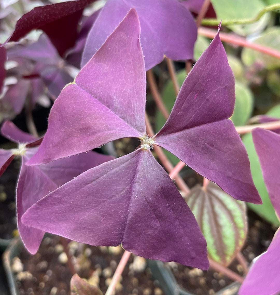 Red Shamrock 3” Pot (oxalis Mijke) - Etsy