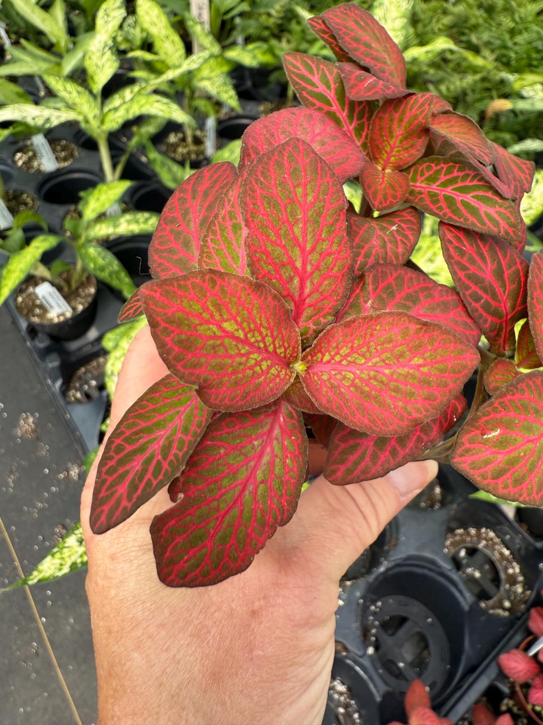 Red Flame Nerve Plant (fittonia Red Flame, Potted Plant, Ships Potted ...