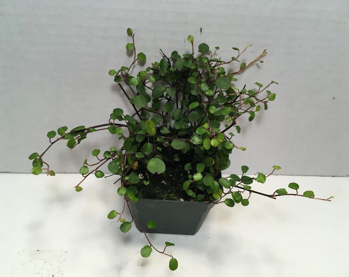 Pack of 2 Angel Vines - Etsy