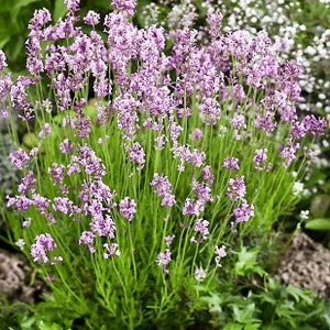 Pink Lavender (lavandula Angustifolia ‘beezee Pink’) - Etsy