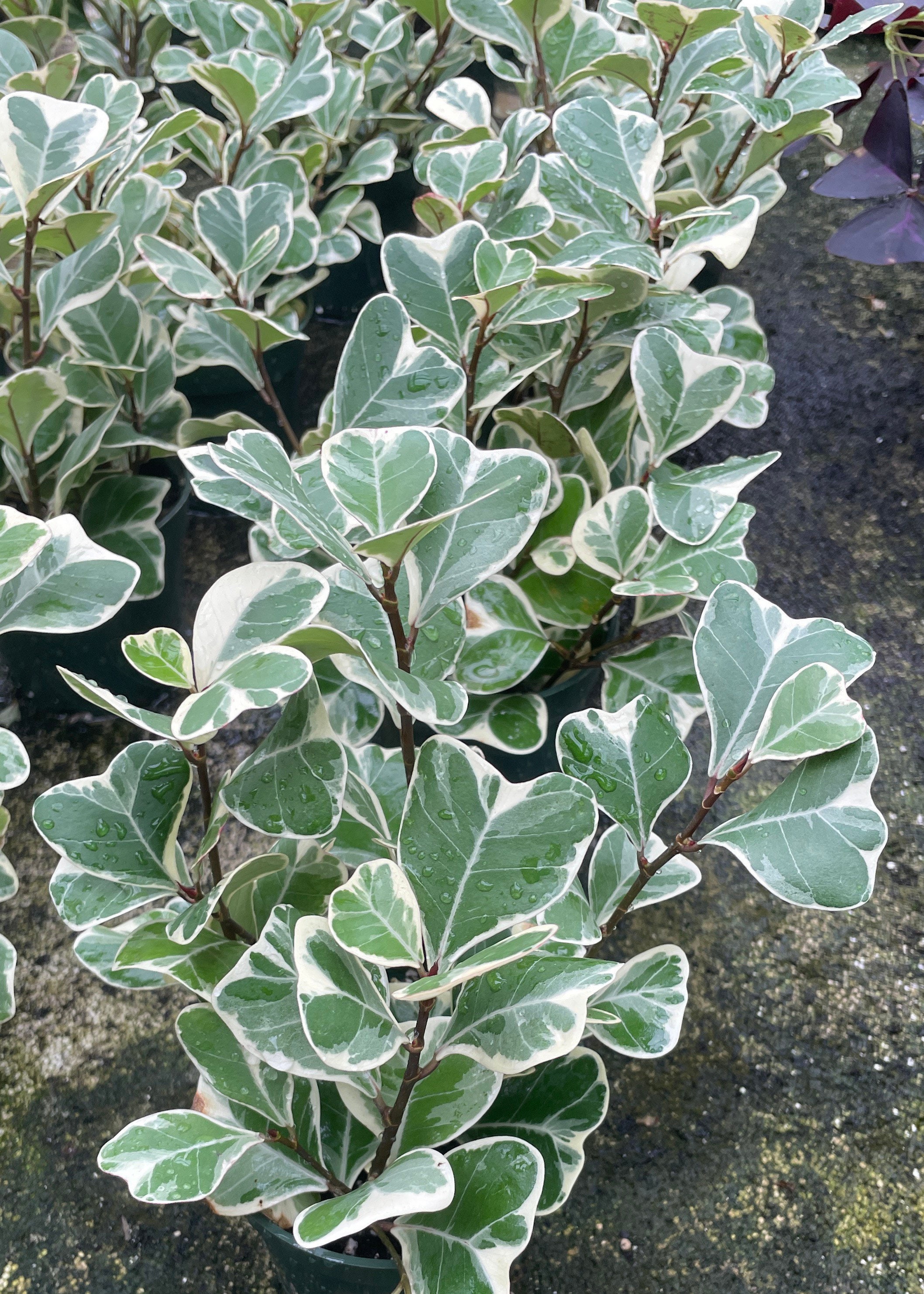 Variegated Triangle Ficus ficus Triangularis Variegata - Etsy