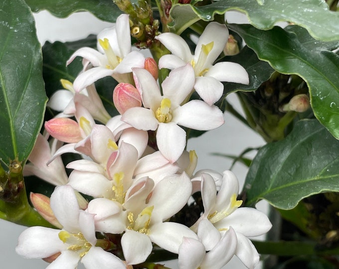 African Gardenia (mitriostigma Axillare) in Bud and Bloom (2/10/2025 ...