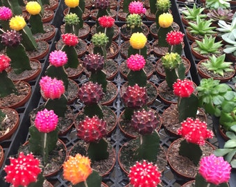 Grafted Moon Orange | 3.5 Inch | Gymnocalycium Mihanovichii | Live ...