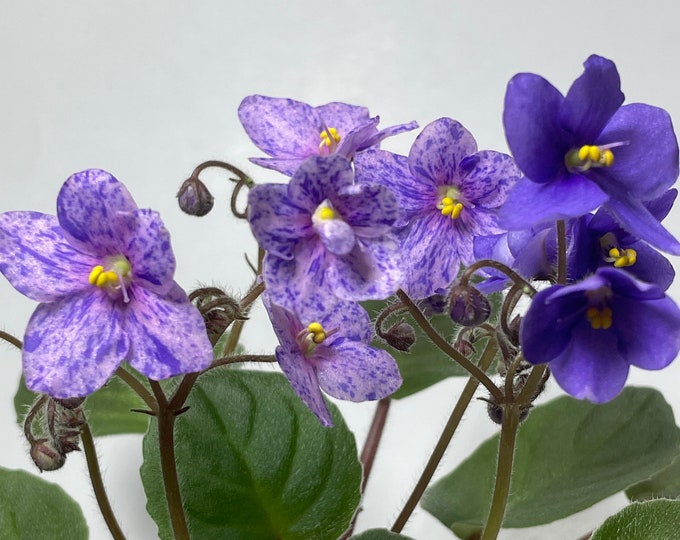 Trailing African Violet Enchanting Waterfall - Etsy