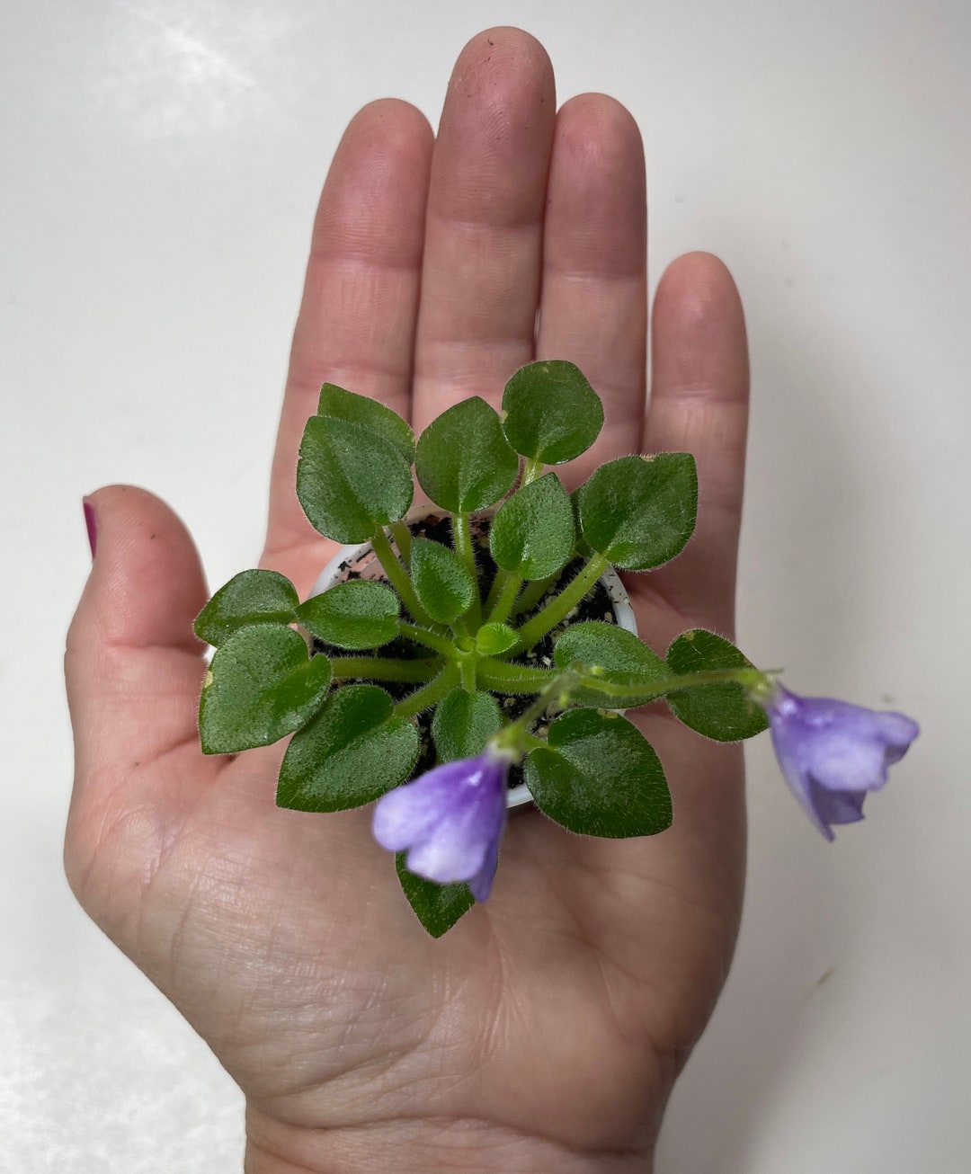 Micro Mini African Violet SK- Peizash V Tumane (landscape in the Fog ...