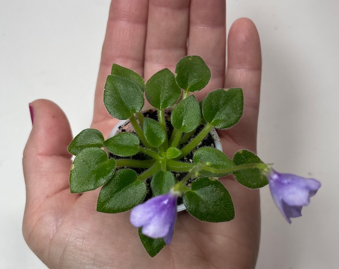 Micro Mini African Violet SK- Peizash V Tumane (landscape in the Fog ...