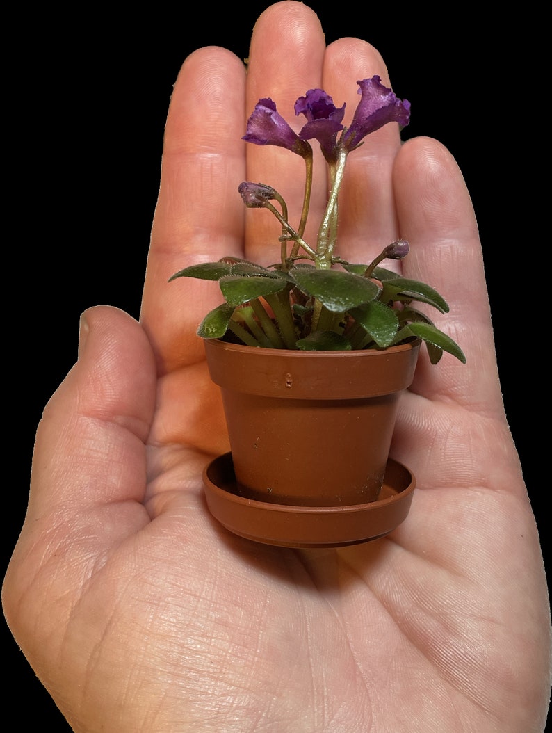 Micro Mini African Violet Lil’ Periscope in Bud and Bloom 5/2/26 ...