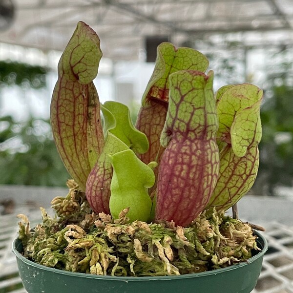 Pitcher Plant - Etsy