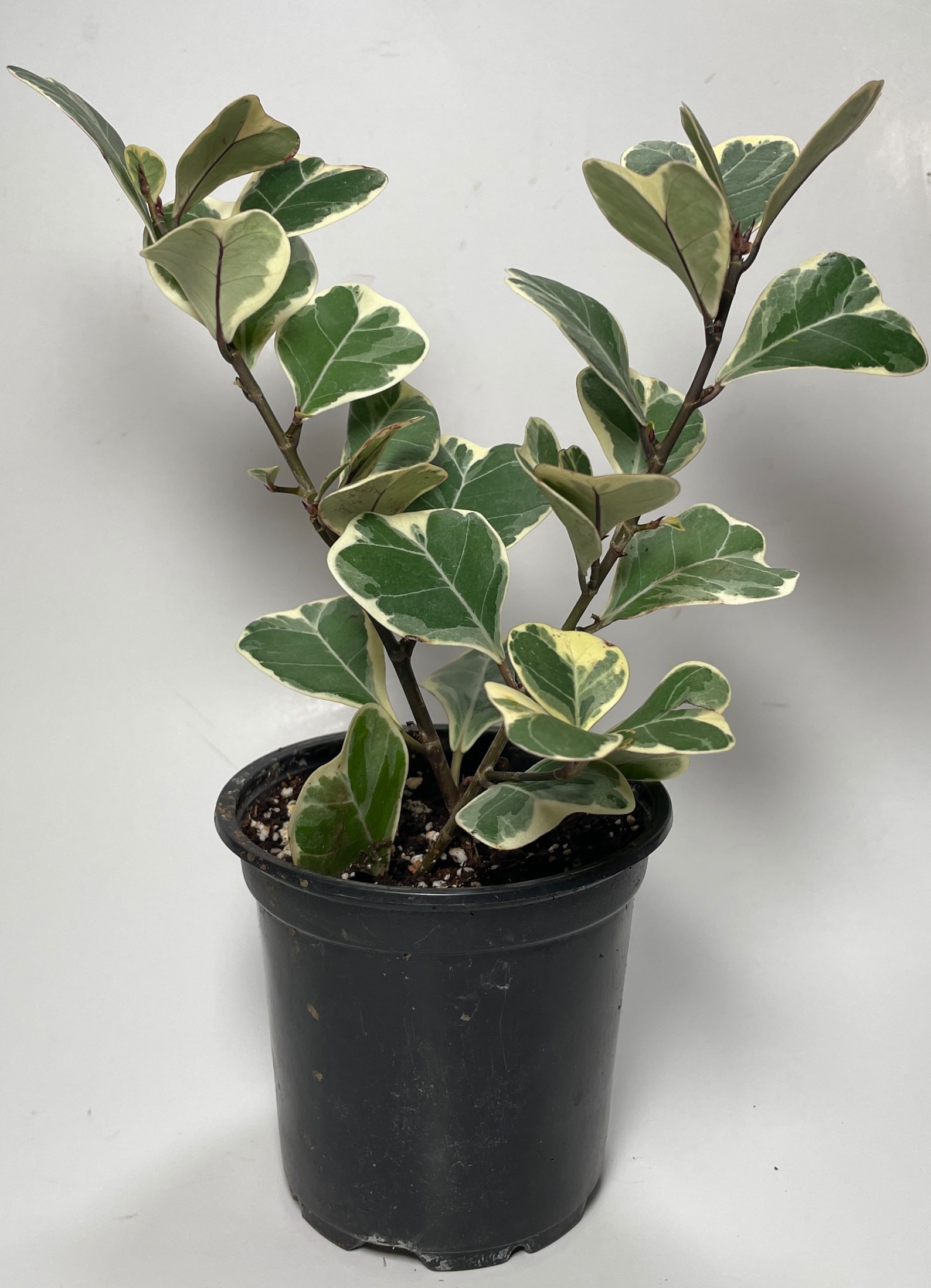 Variegated Triangle Ficus ficus Triangularis Variegata - Etsy