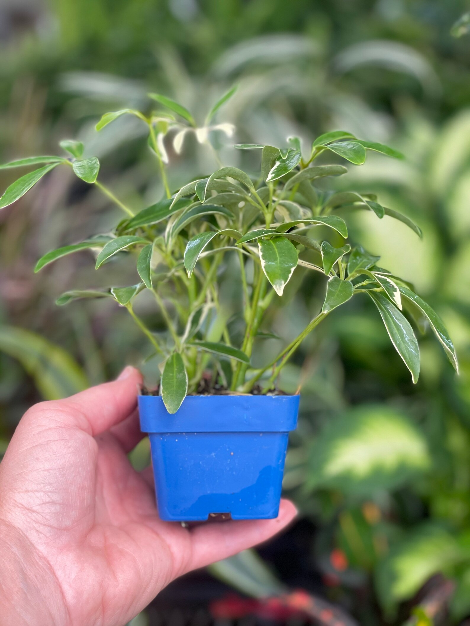 Variegated Dwarf Schefflera schefflera Moondrop - Etsy