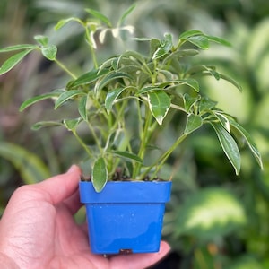 Variegated Dwarf Schefflera (schefflera Aboricola Moondrop) 3” Potted ...