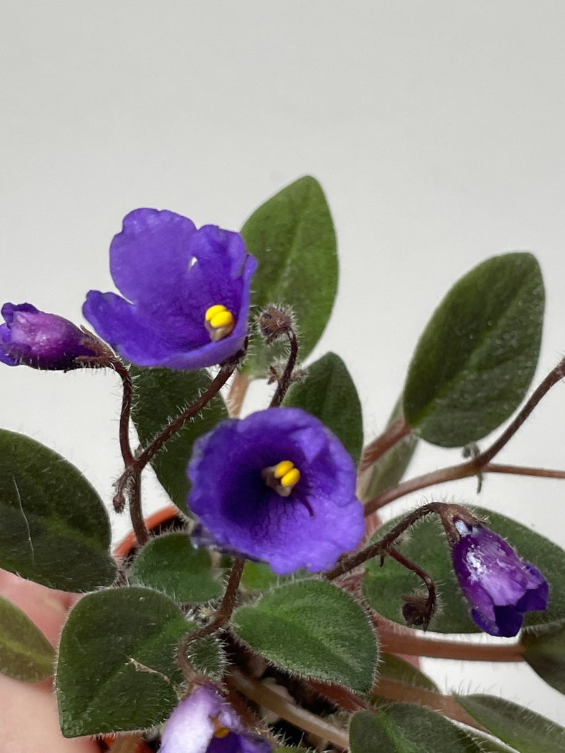 Micro Mini African Violet Vallarta Campanas Moradas - Etsy