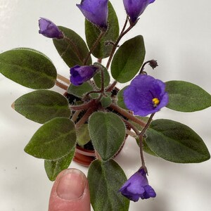 Micro Mini African Violet Vallarta Campanas Moradas - Etsy