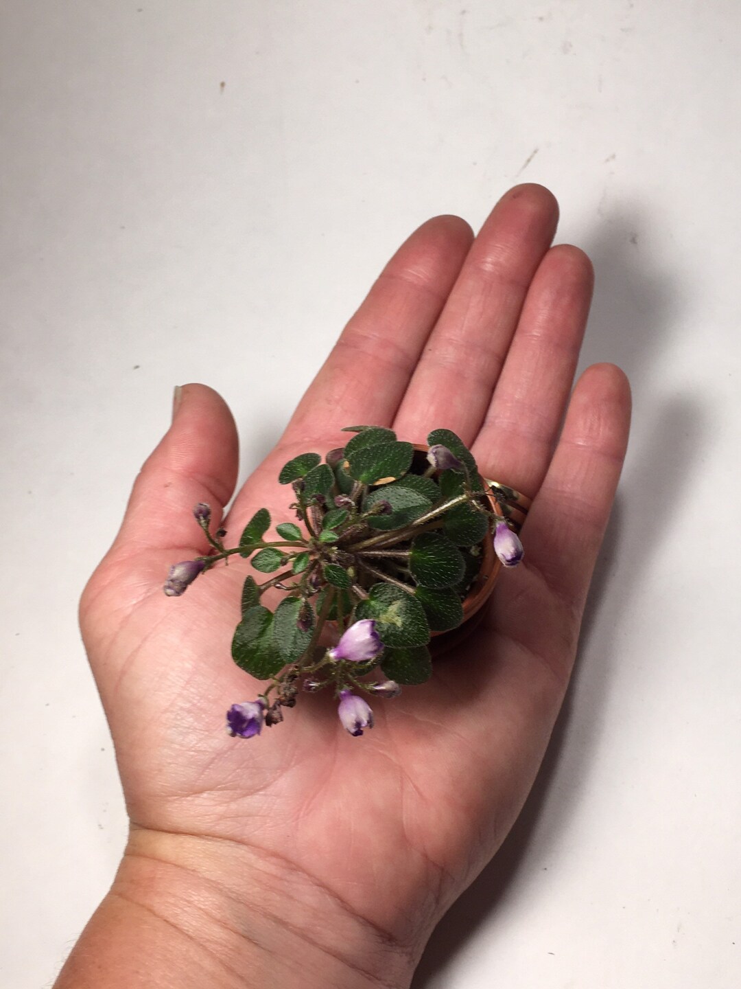 Micro Mini African Violet Teeny Bopper (potted, Ships Potted) - Etsy