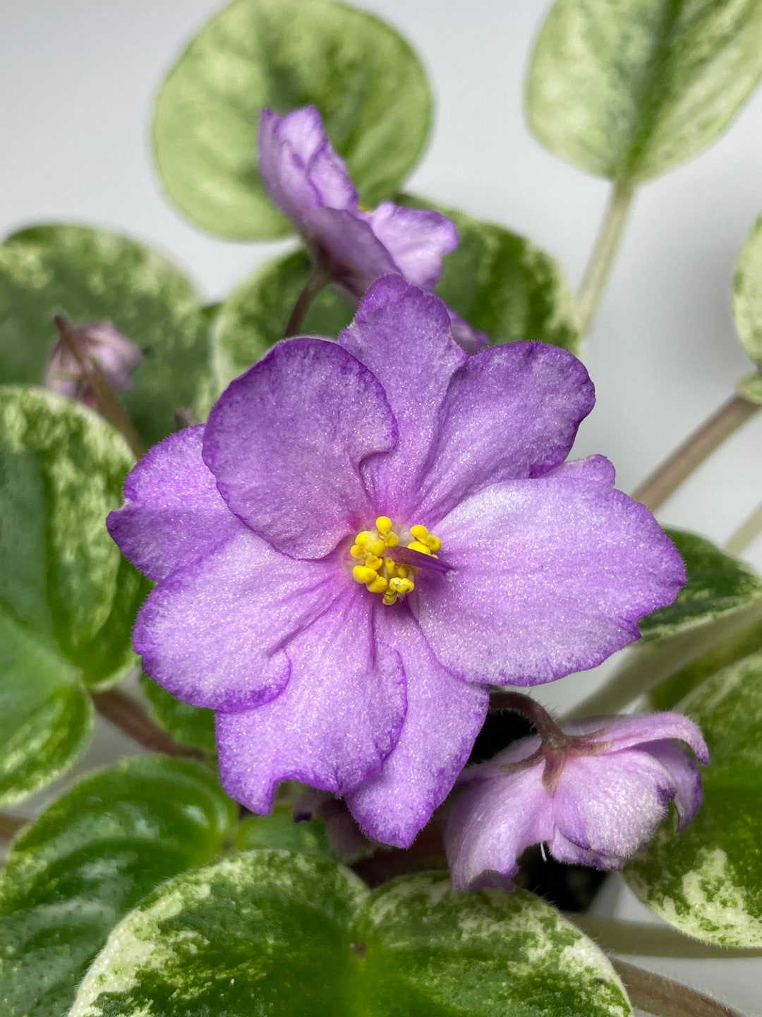 Trailing African Violet Kentucky Rambler - Etsy