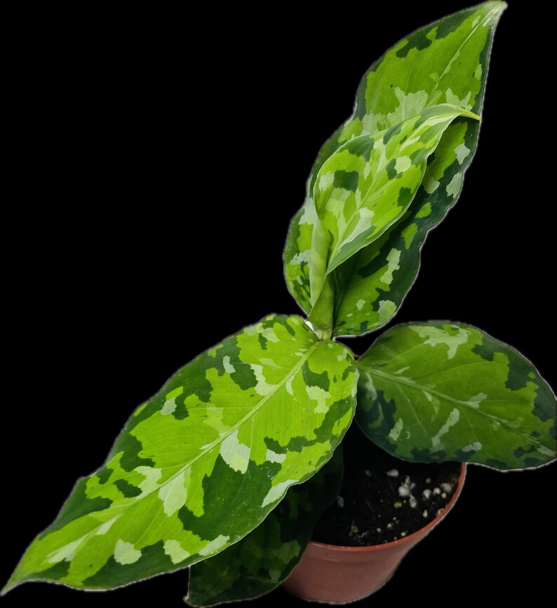 Chinese Evergreen Tricolor (aglaonema Pictum Tricolor), Also Called the ...