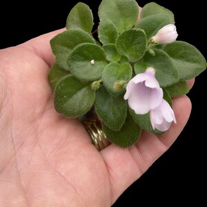 Micro Mini African Violet Kitten’s Meow - Etsy