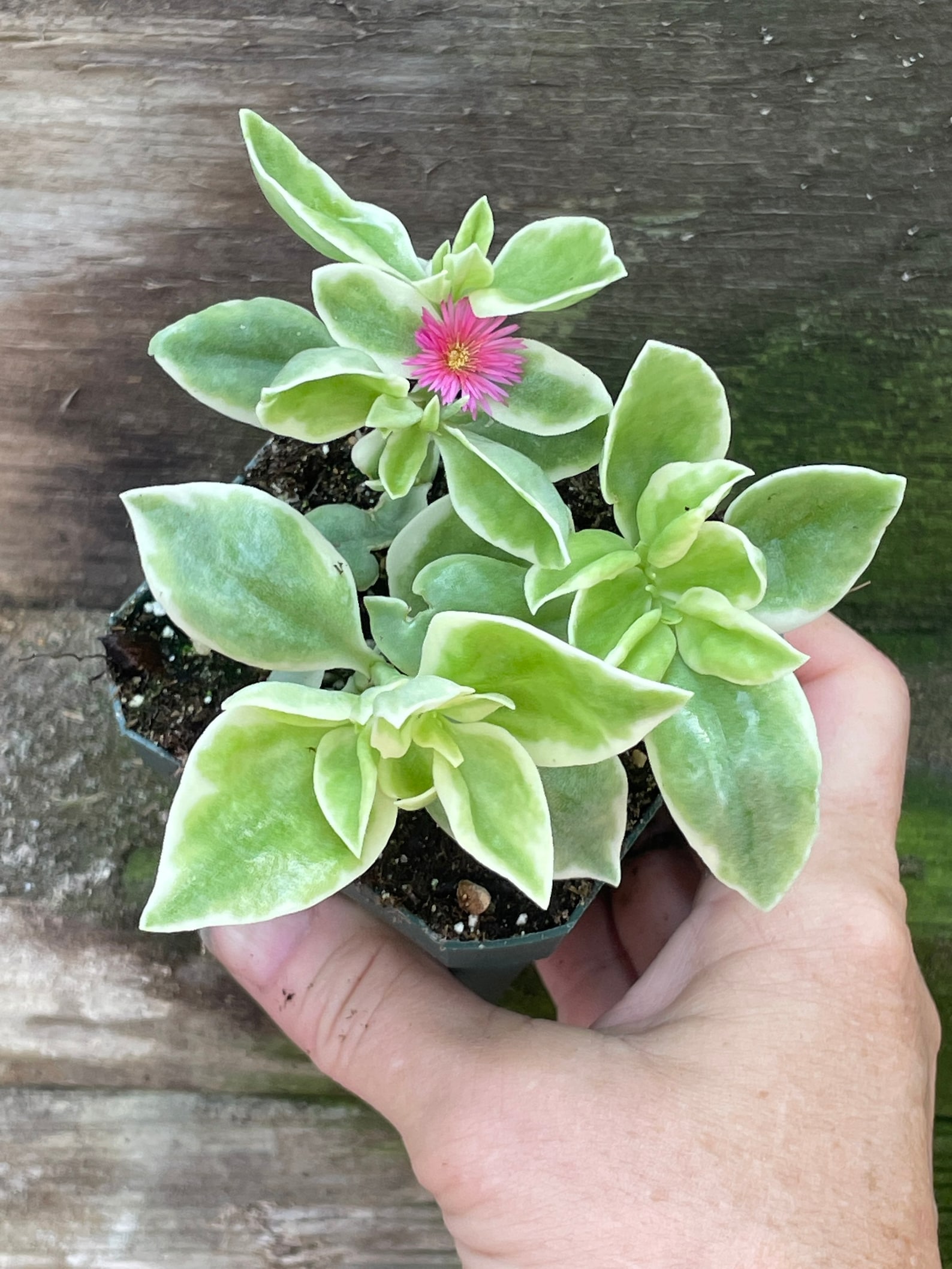 Variegated Baby Sun Rose also called Variegated Red Apple | Etsy