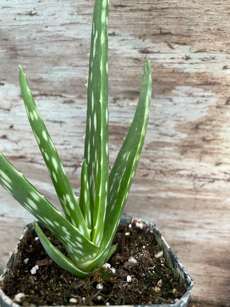 Aloe Vera Plant, Ships Potted, 3" Pot - Etsy