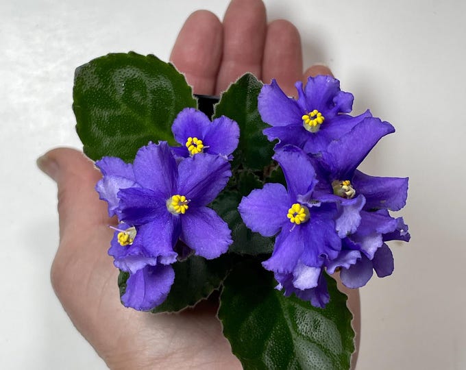 Semi Mini African Violet Honky Tonk Blues - Etsy