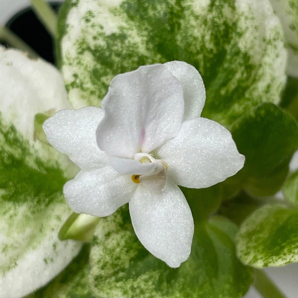 Trailing African Violet - Etsy