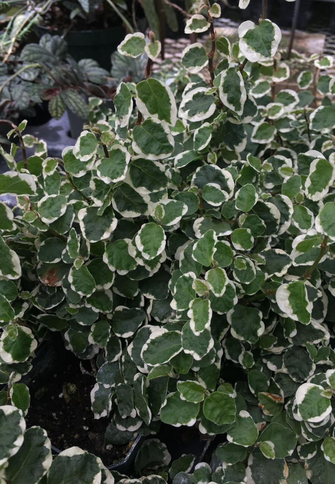 Variegated Creeping Fig (ficus Pumila Variegata, Potted Plant, Ships ...