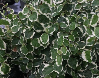 Creeping Variegated Fig - Etsy