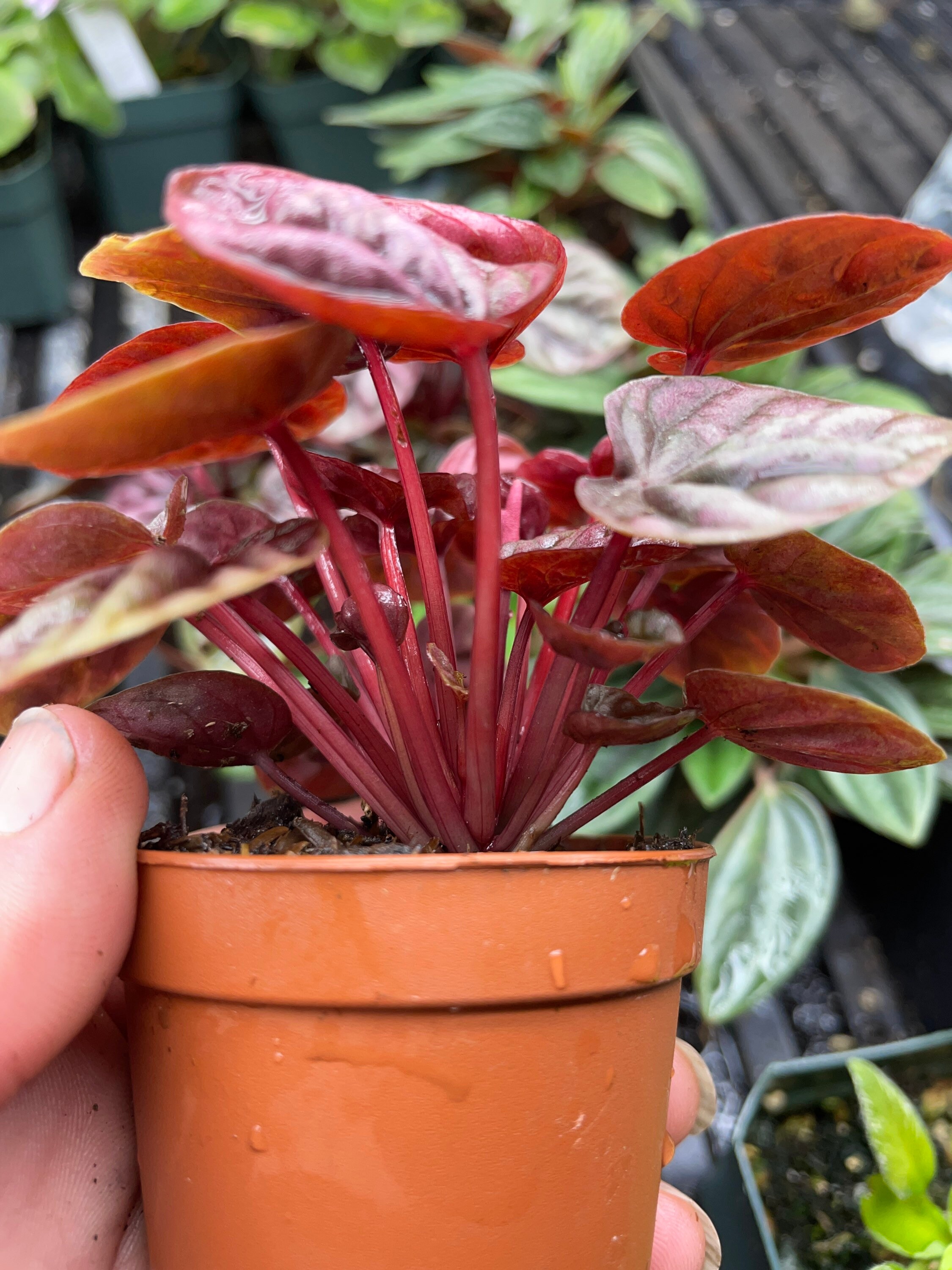 Peperomia raspberry Ripple 2.5 Pot Perfect for a Terrarium - Etsy
