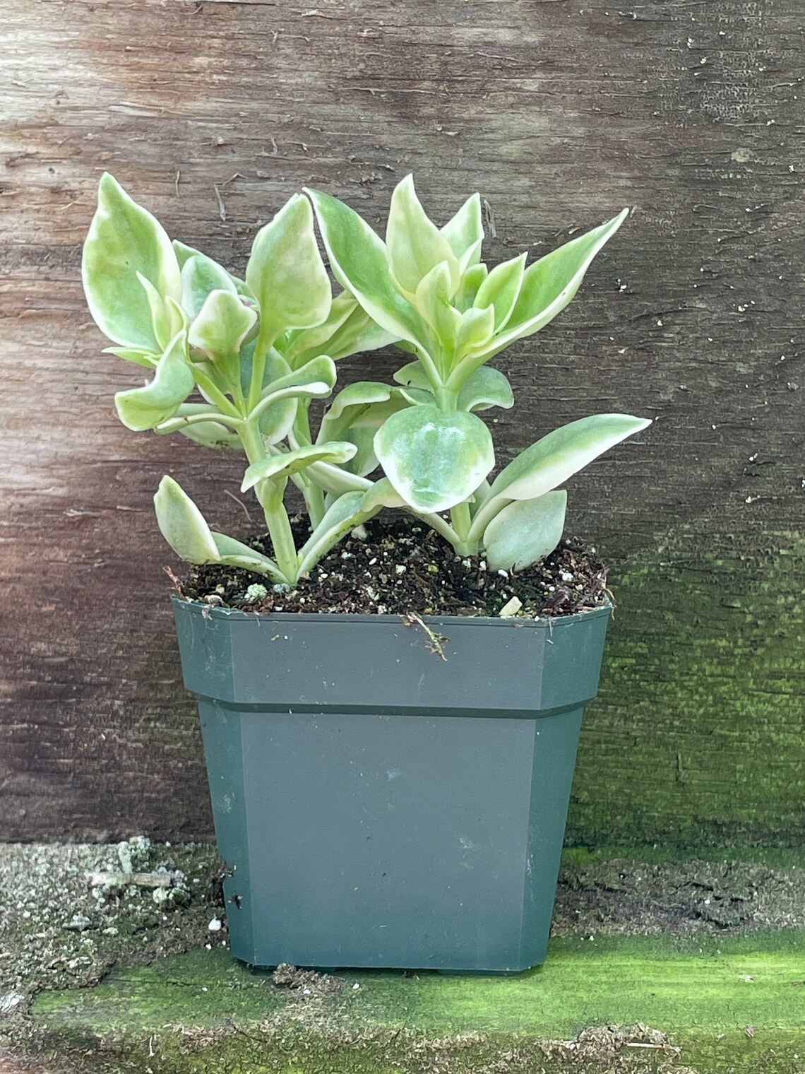 Variegated Baby Sun Rose, Also Called Variegated Red Apple, Mezoo Plant ...