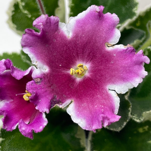 Variegated African Violet - Etsy