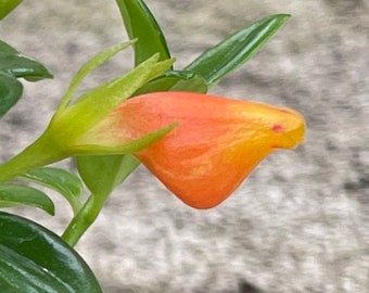 Candy Corn Plant - Etsy