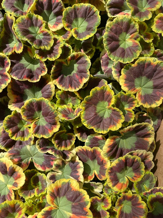 Zonal Geranium Plant