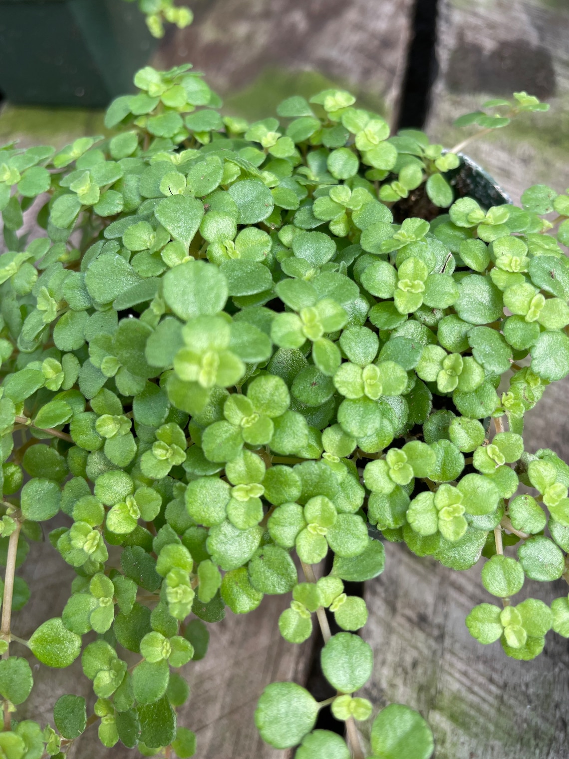 Pilea Tiny Tears Also Called Giant Babys Tears Shiny - Etsy