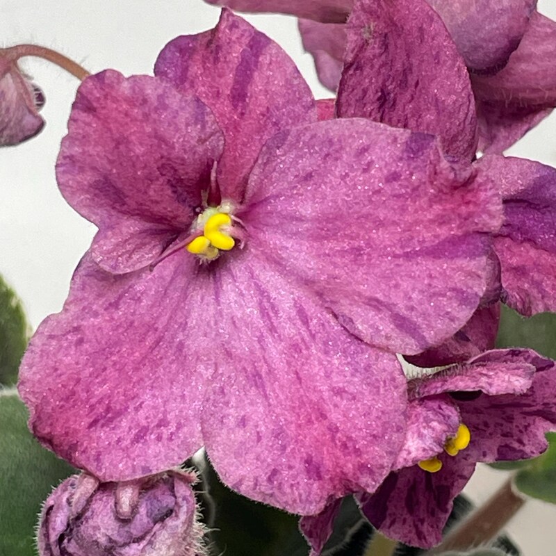 GardenGalsPlants - Etsy