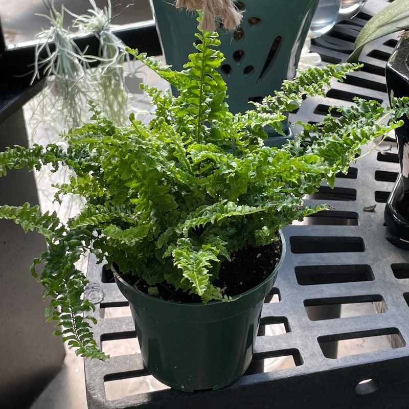 Curly Fern - Etsy